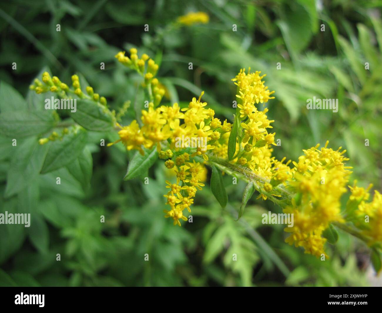 common wrinkle-leaved goldenrod (Solidago rugosa) Plantae Stock Photo ...