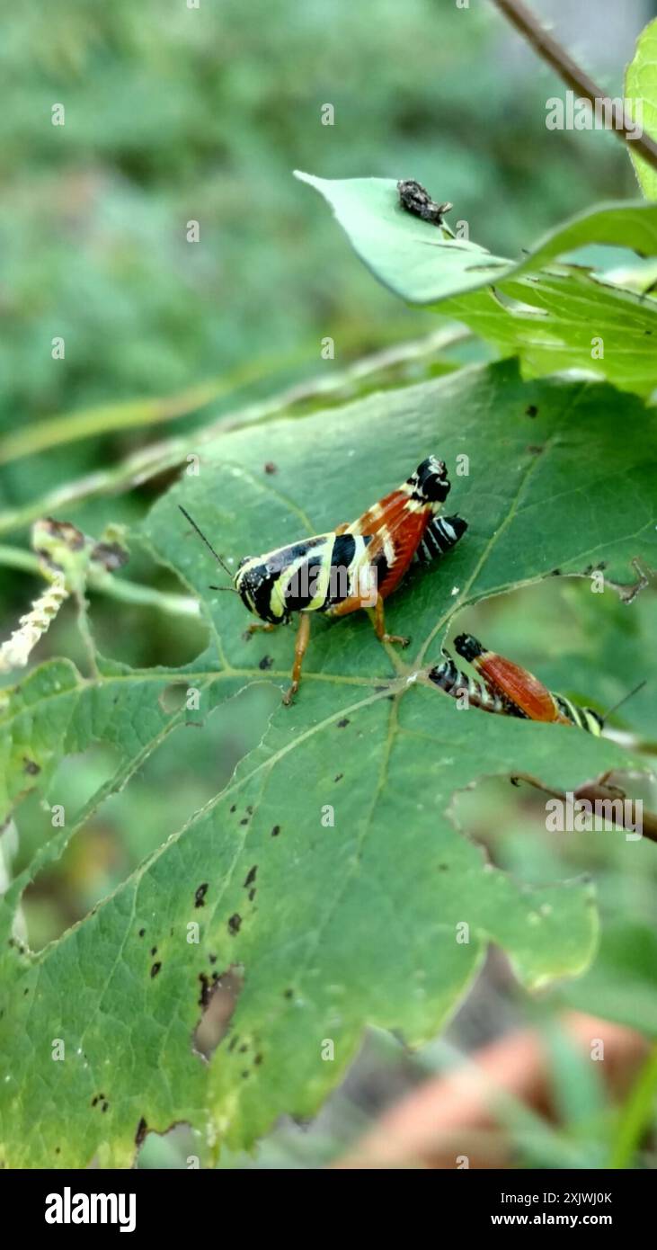 Aidemona azteca hi-res stock photography and images - Alamy