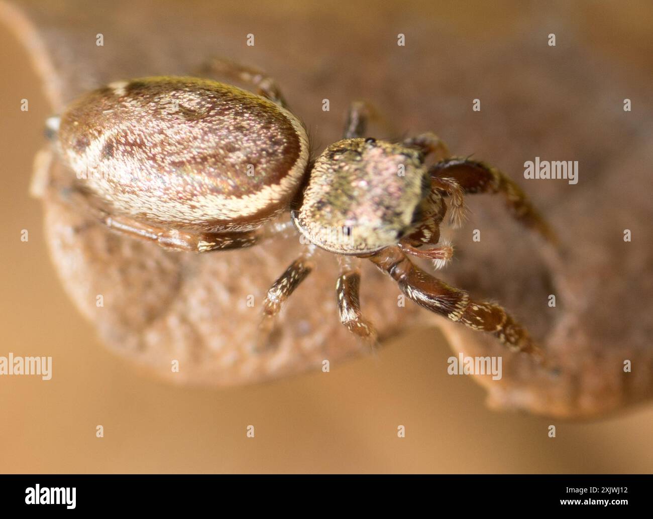 (Sassacus vitis) Arachnida Stock Photo - Alamy