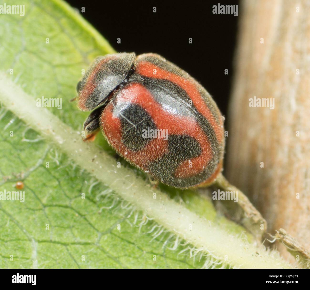 Vedalia Beetle (Novius cardinalis) Insecta Stock Photo - Alamy