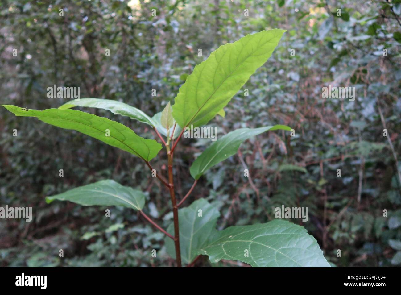Cape Fig (Ficus sur) Plantae Stock Photo - Alamy