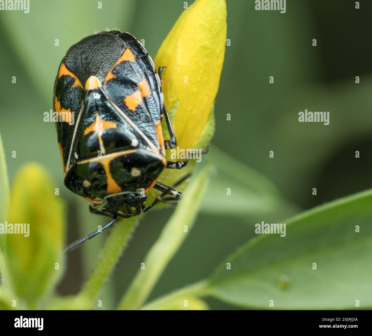 Harlequin Bug (Murgantia histrionica) Insecta Stock Photo - Alamy