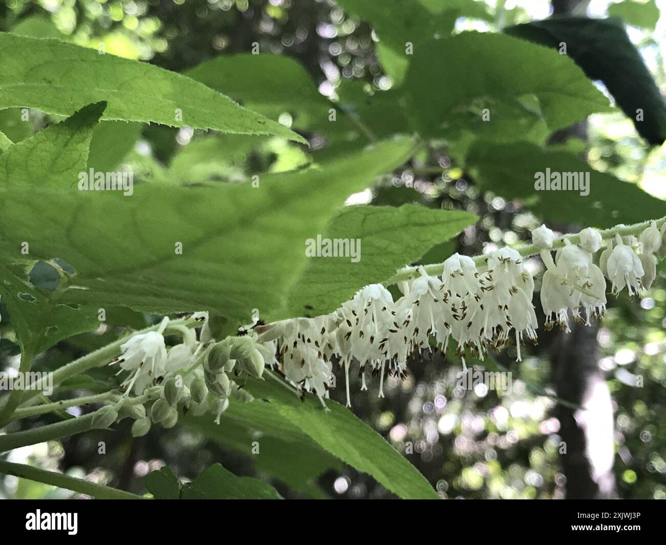 mountain sweet pepperbush (Clethra acuminata) Plantae Stock Photo - Alamy