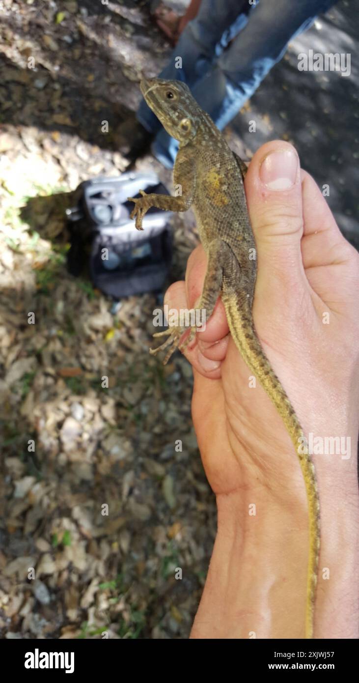 Typical Agamas (Agama) Reptilia Stock Photo - Alamy