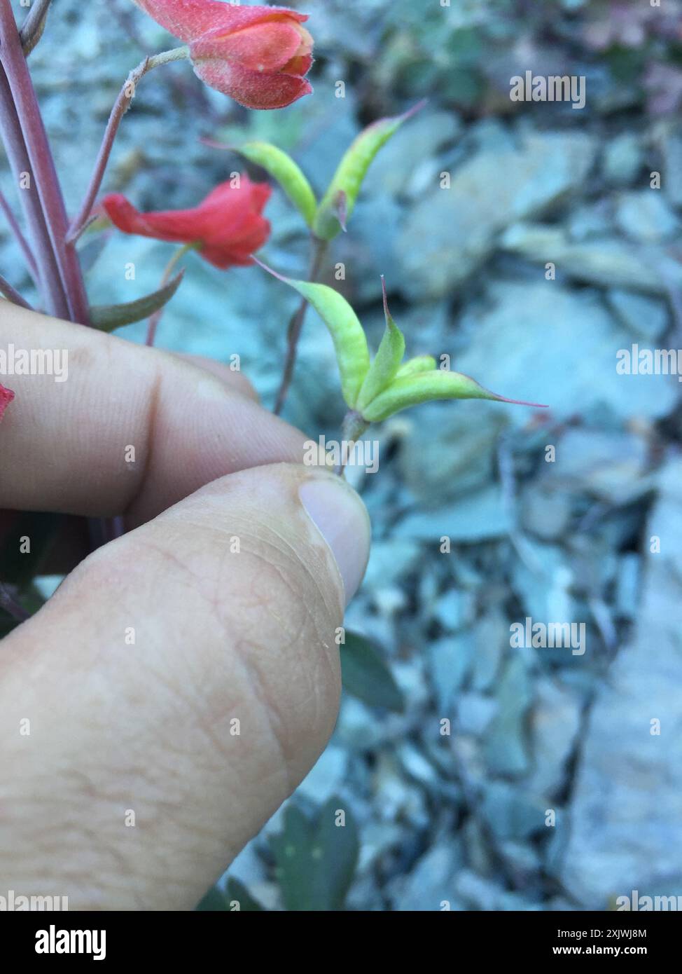 Red larkspur (Delphinium nudicaule) Plantae Stock Photo - Alamy