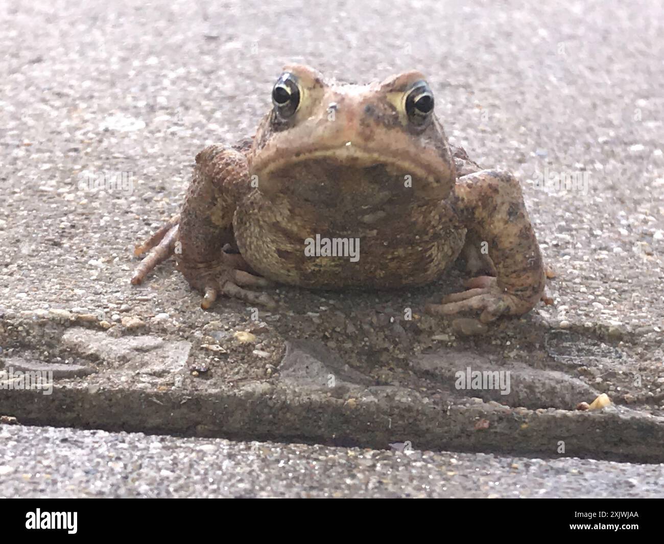 American Toad (Anaxyrus americanus) Amphibia Stock Photo - Alamy