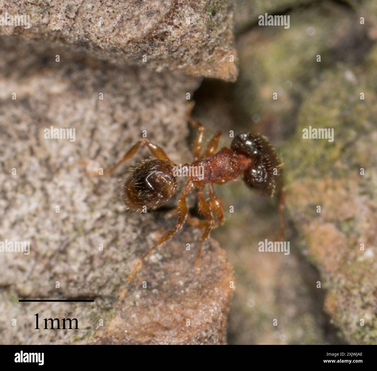 Navigating Big-headed Ant (Pheidole navigans) Insecta Stock Photo - Alamy