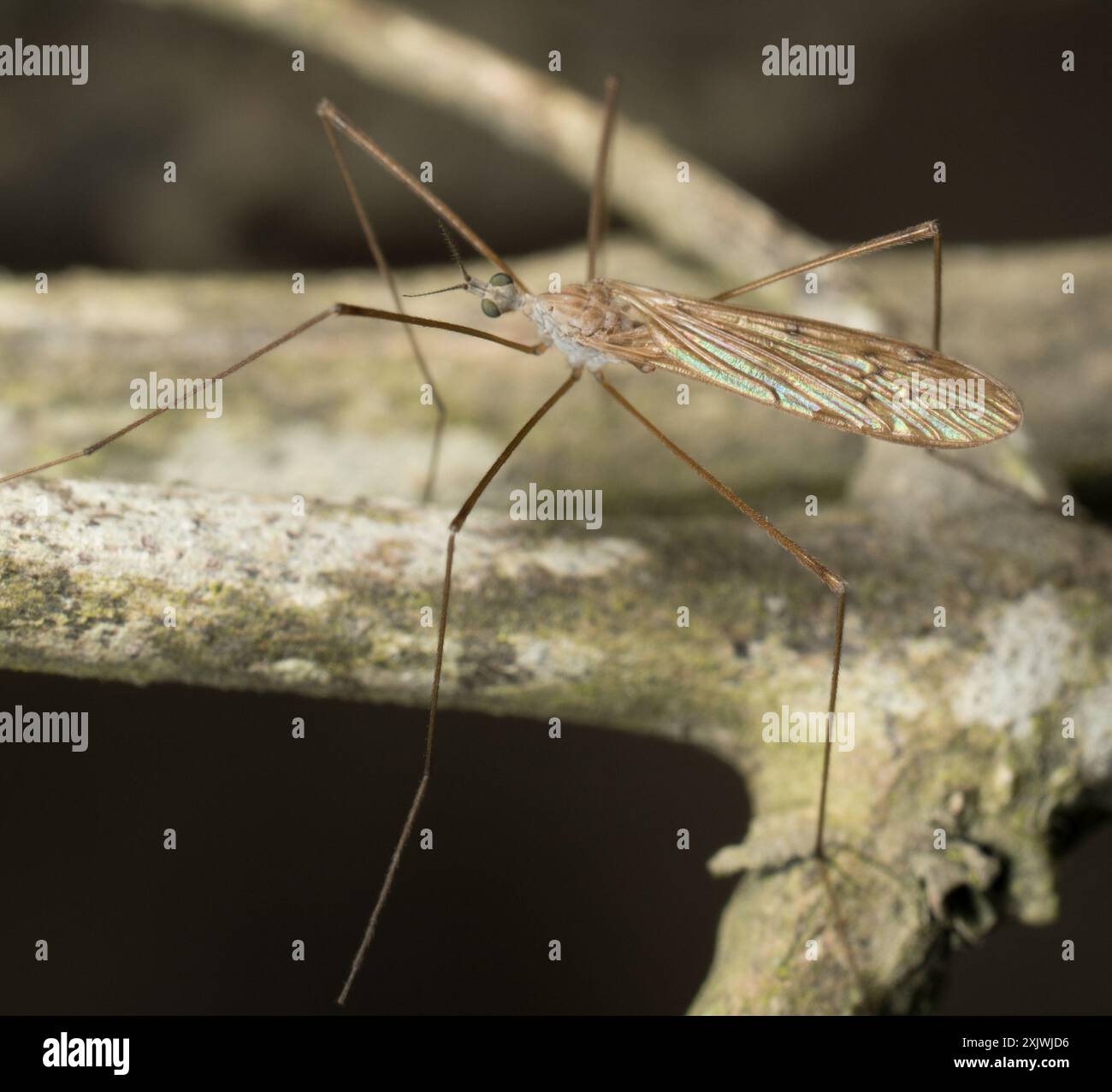 Typical Crane Flies (Tipuloidea) Insecta Stock Photo - Alamy