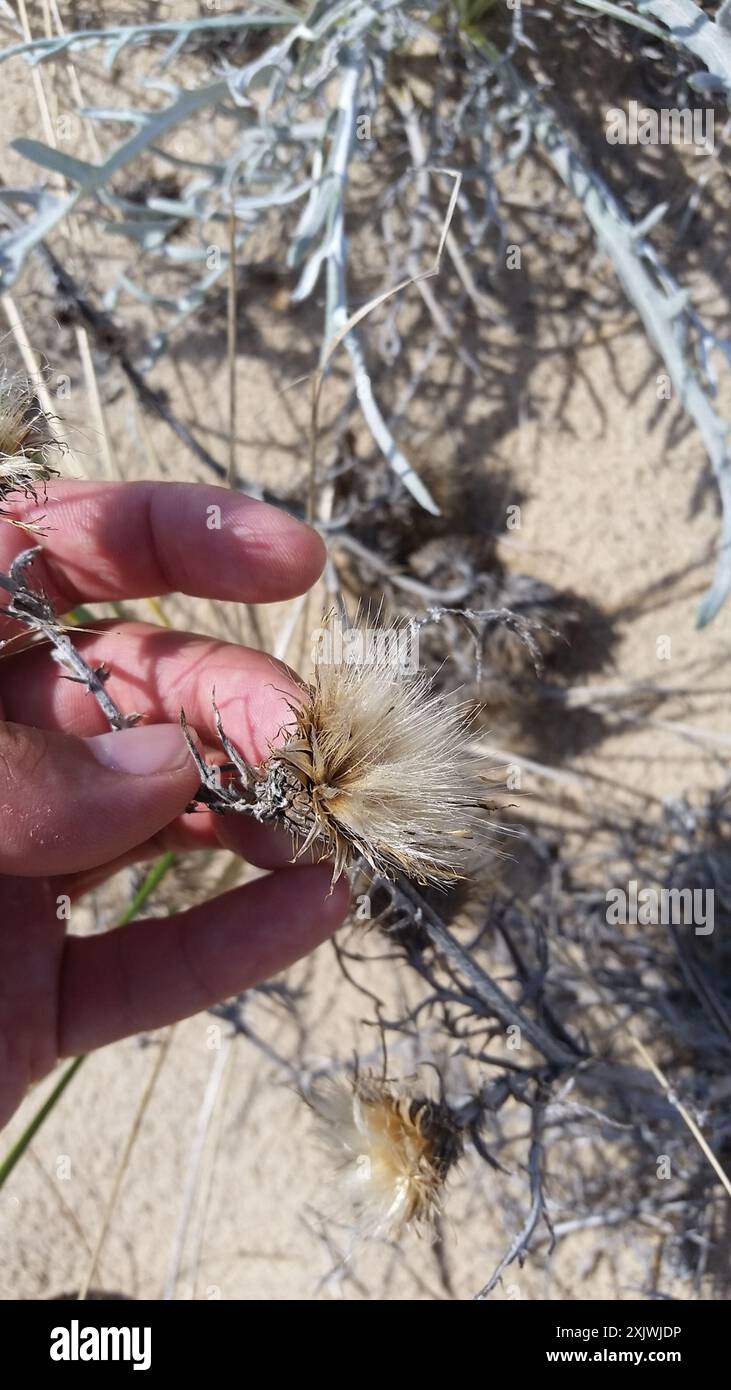 Pitcher's thistle (Cirsium pitcheri) Plantae Stock Photo - Alamy