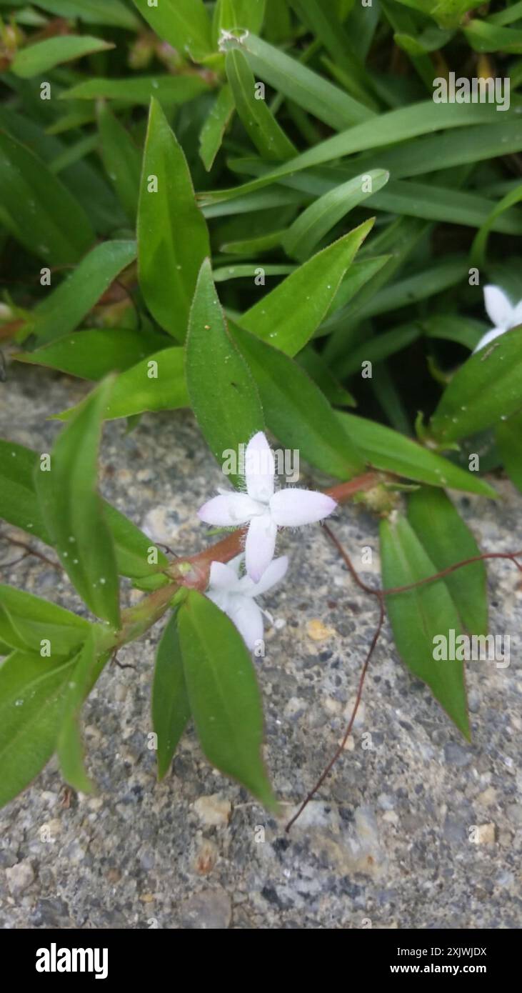 buttonweed (Diodia virginiana) Plantae Stock Photo - Alamy