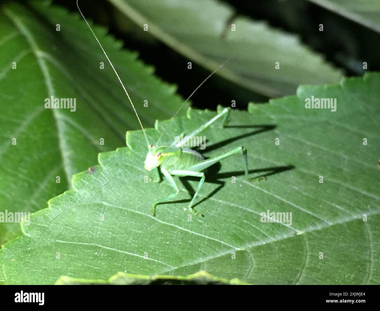 Australian Common Garden Katydid (Caedicia simplex) Insecta Stock Photo ...