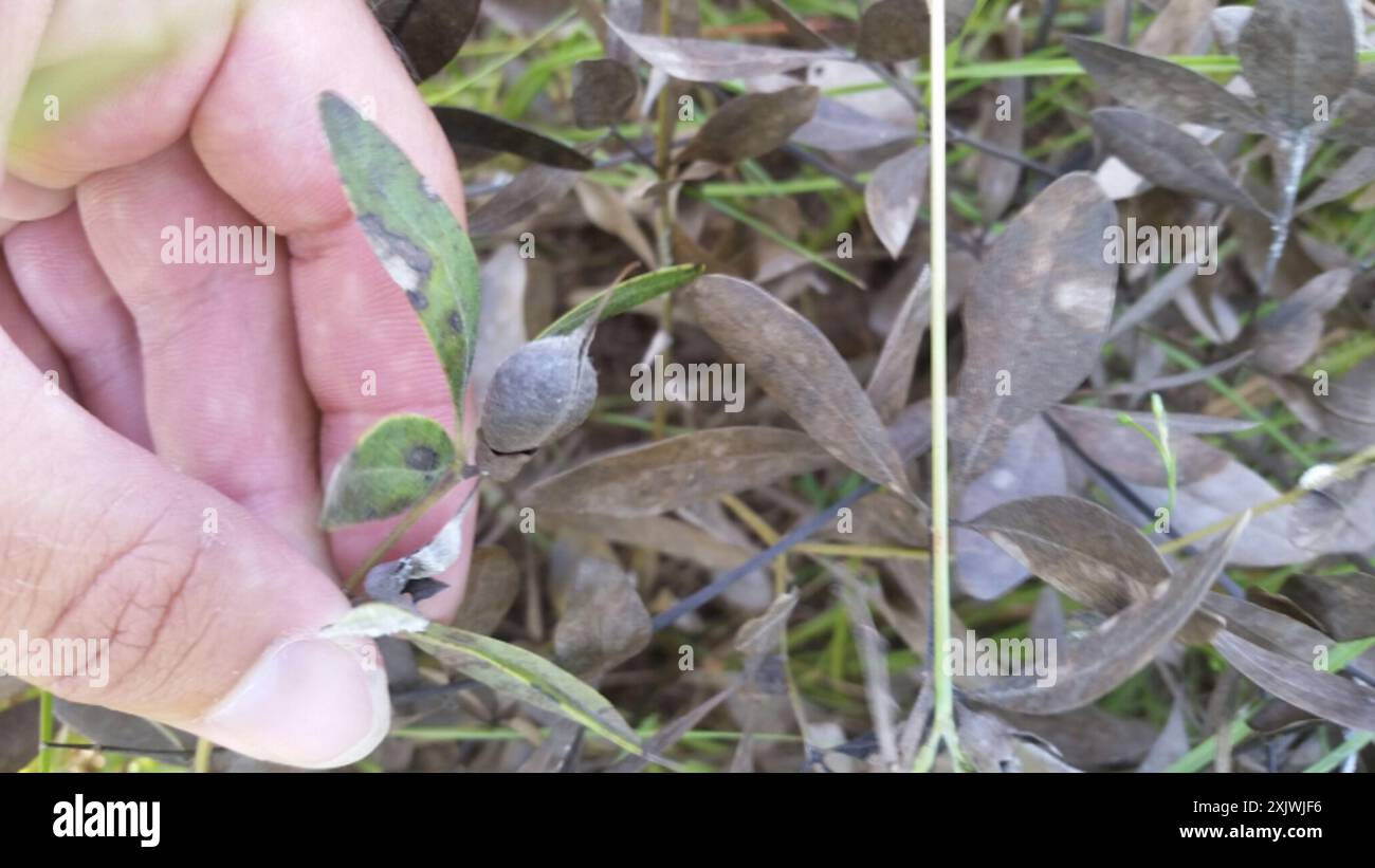 Gopherweed (Baptisia lanceolata) Plantae Stock Photo - Alamy