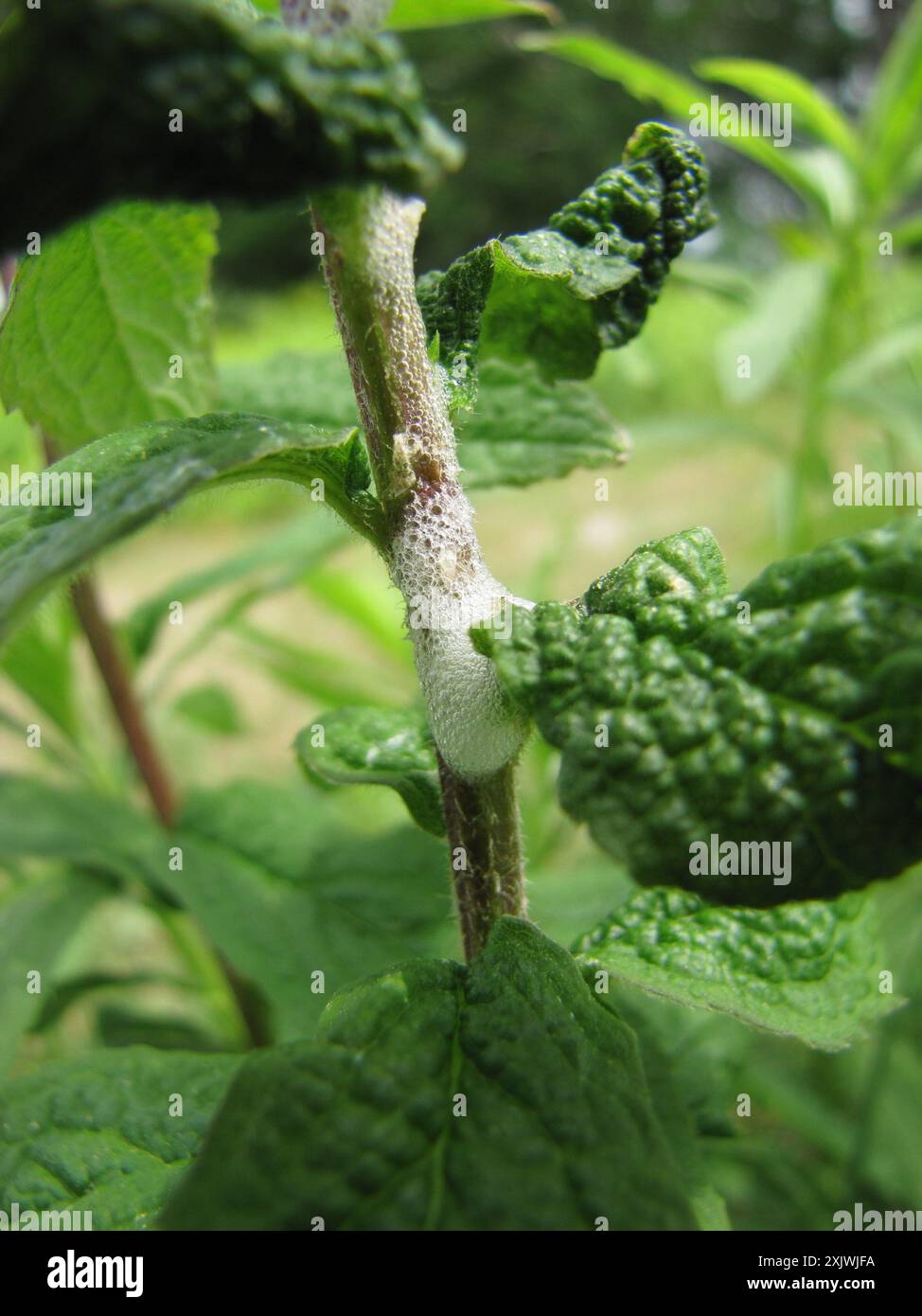 Spittlebugs and Froghoppers (Cercopoidea) Insecta Stock Photo - Alamy