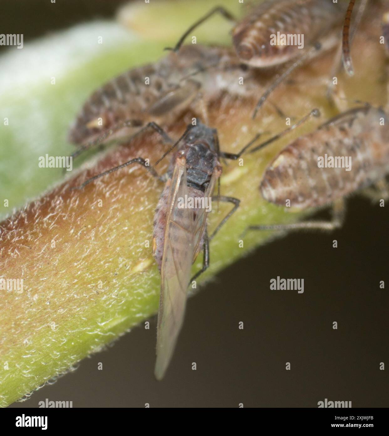 Willow Bark Aphids (Pterocomma) Insecta Stock Photo - Alamy