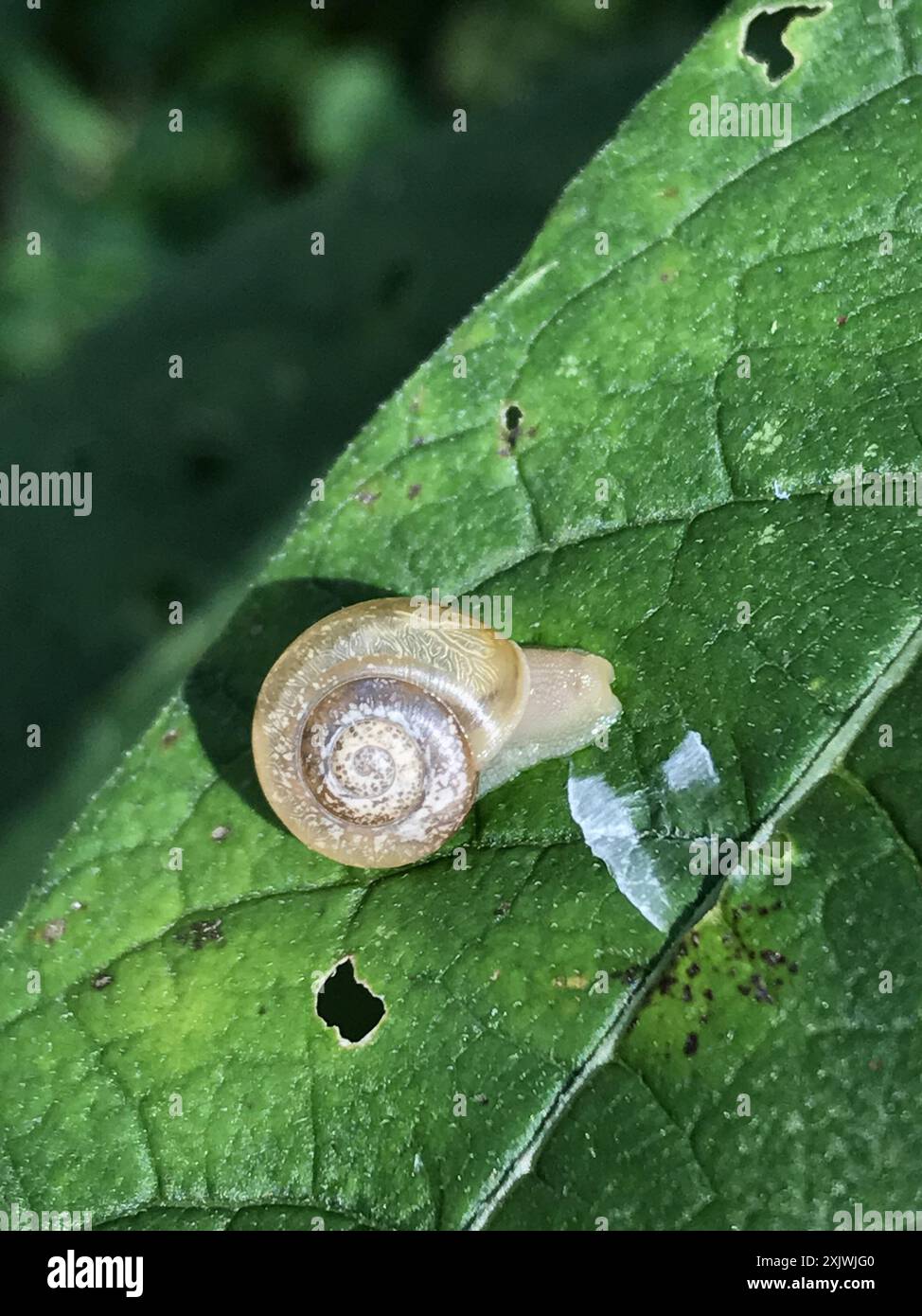 Common Land Snails and Slugs (Stylommatophora) Mollusca Stock Photo - Alamy