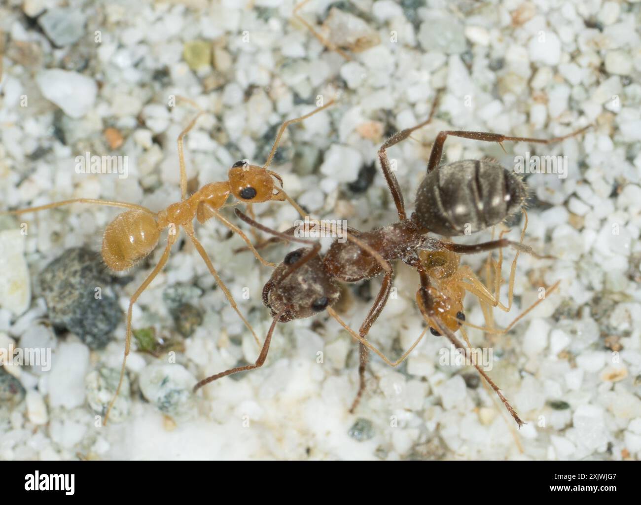 Mexican Honeypot Ant (Myrmecocystus mexicanus) Insecta Stock Photo - Alamy