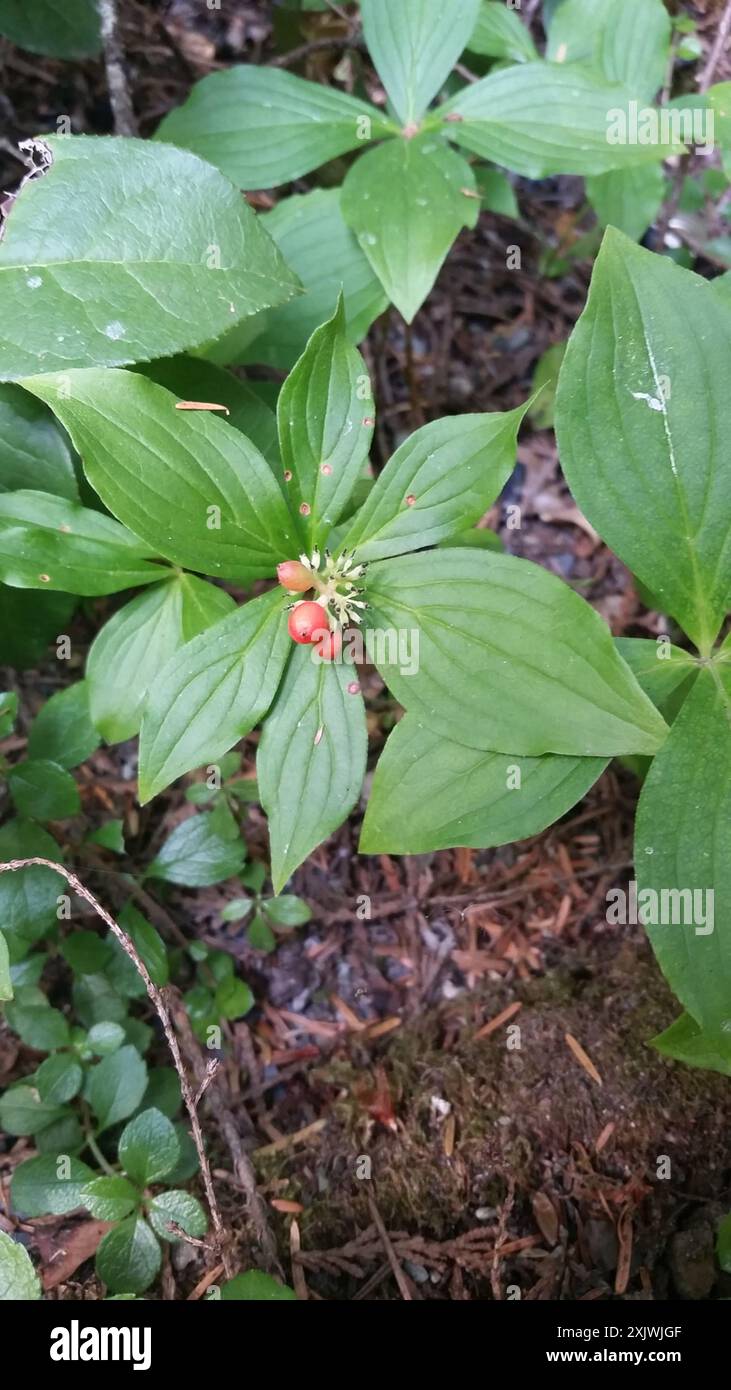 Western Bunchberry (Cornus unalaschkensis) Plantae Stock Photo - Alamy