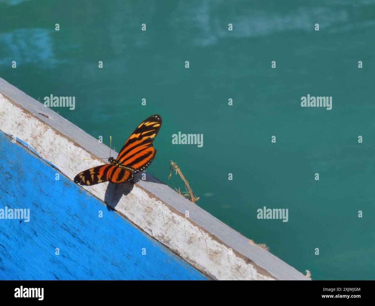 Eueides isabella eva hi-res stock photography and images - Alamy