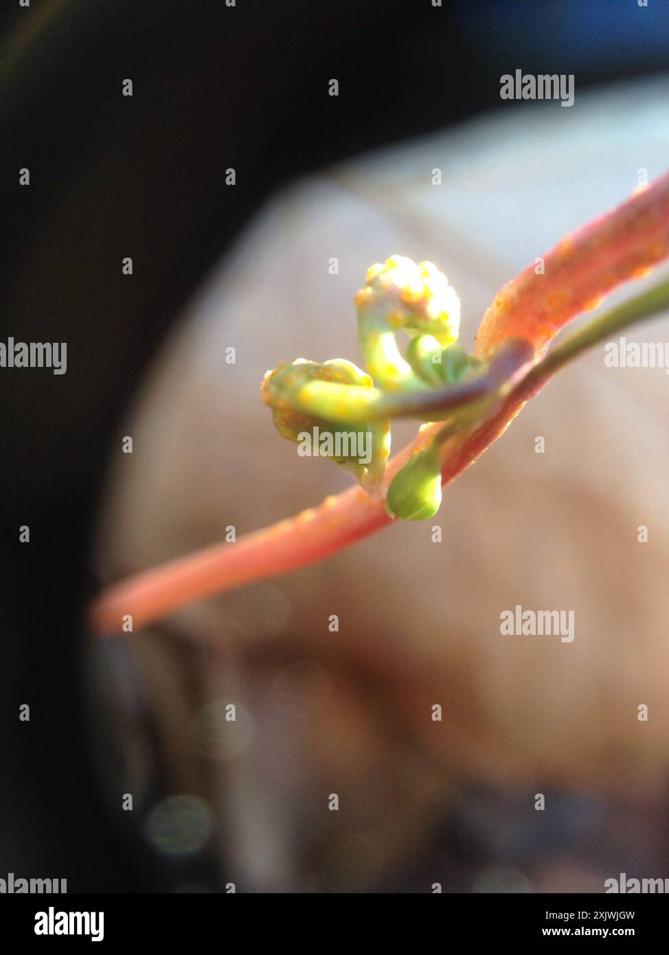 spring beauty rust (Puccinia mariae-wilsoniae) Fungi Stock Photo - Alamy