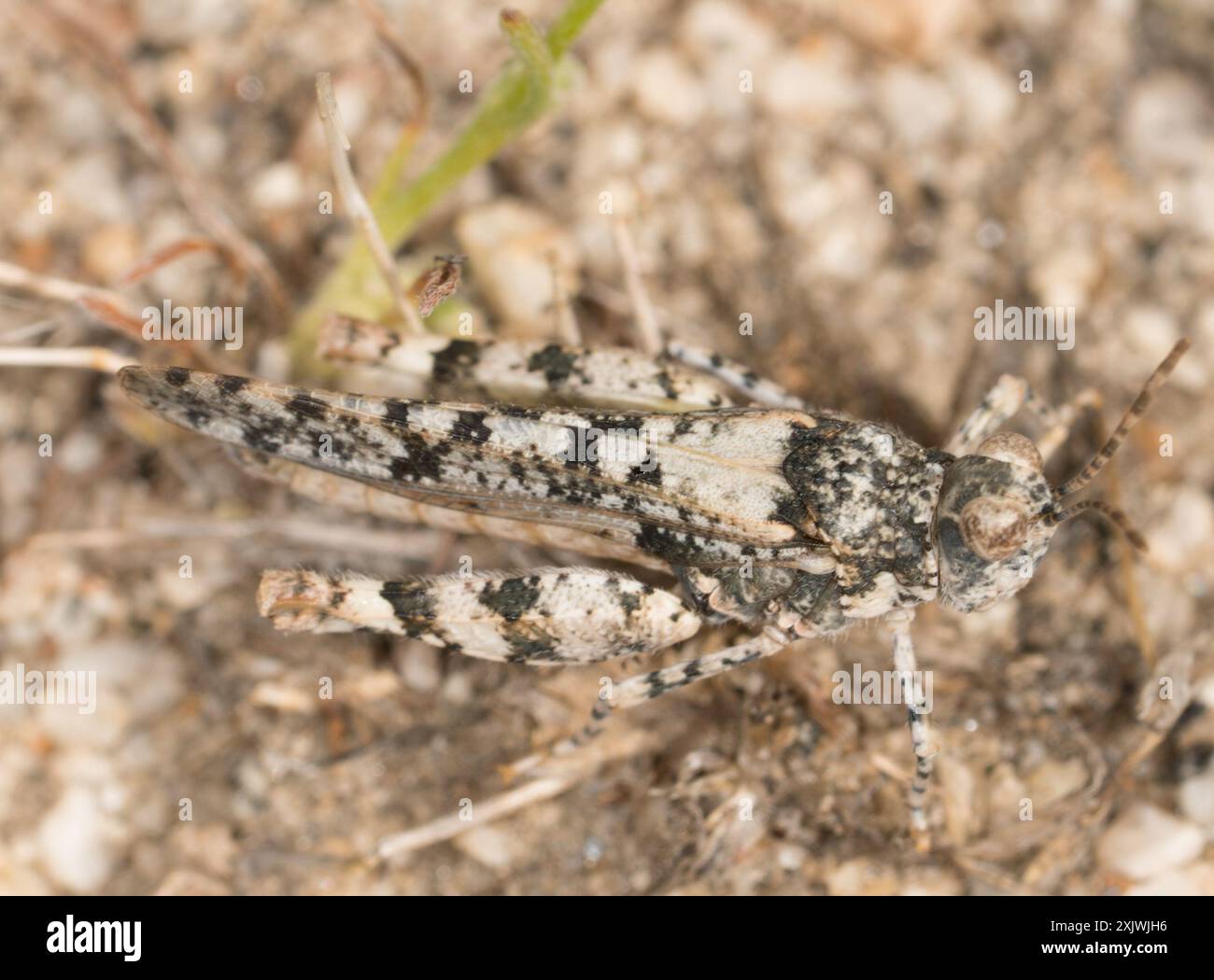 Cream Grasshopper (Cibolacris parviceps) Insecta Stock Photo - Alamy