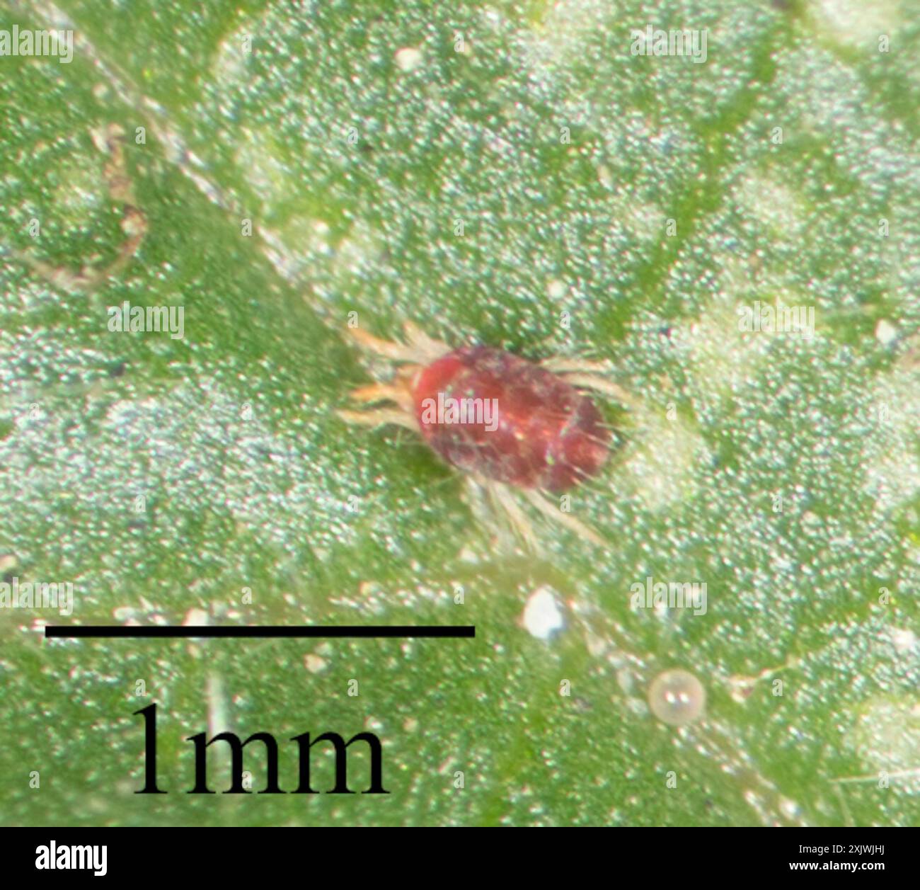 Spider Mites (Tetranychidae) Arachnida Stock Photo - Alamy