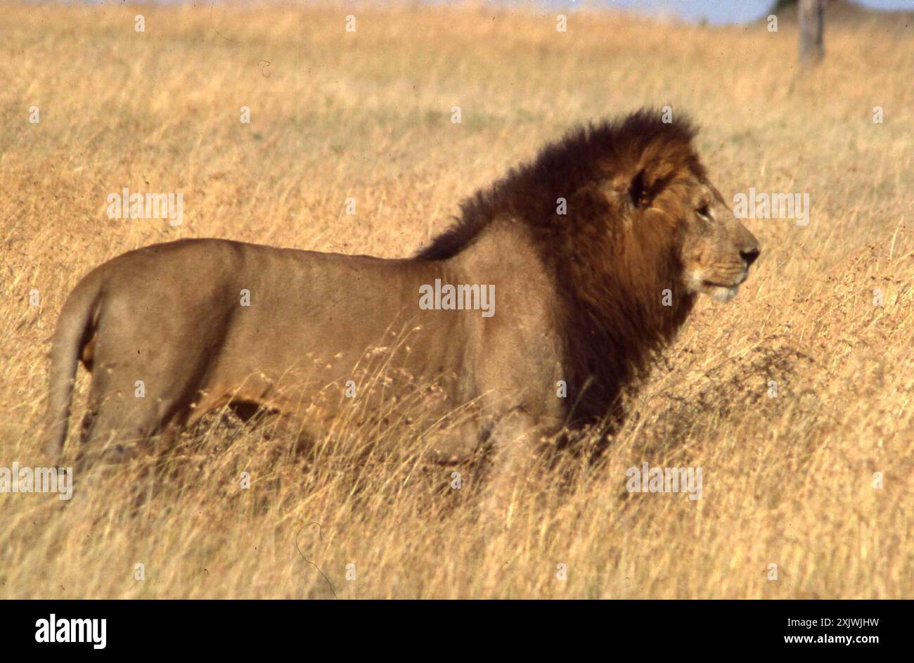 Southern Lion (Panthera leo melanochaita) Mammalia Stock Photo - Alamy