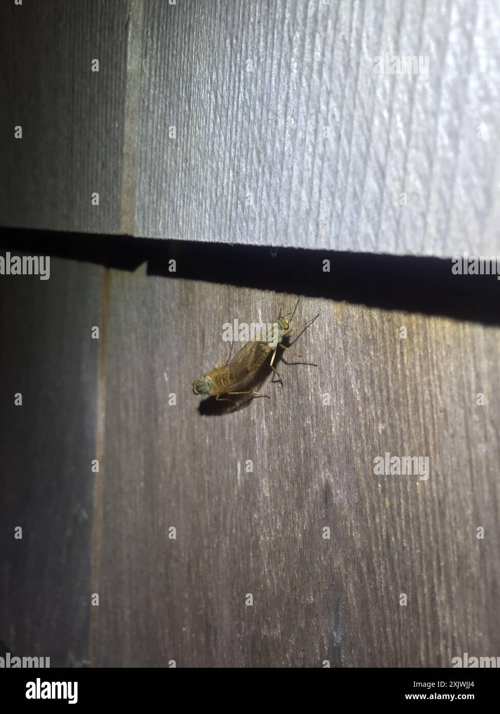 Stiletto Flies (Therevidae) Insecta Stock Photo - Alamy