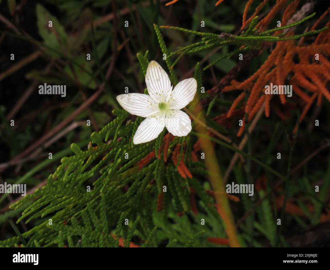 fen grass of Parnassus (Parnassia glauca) Plantae Stock Photo - Alamy