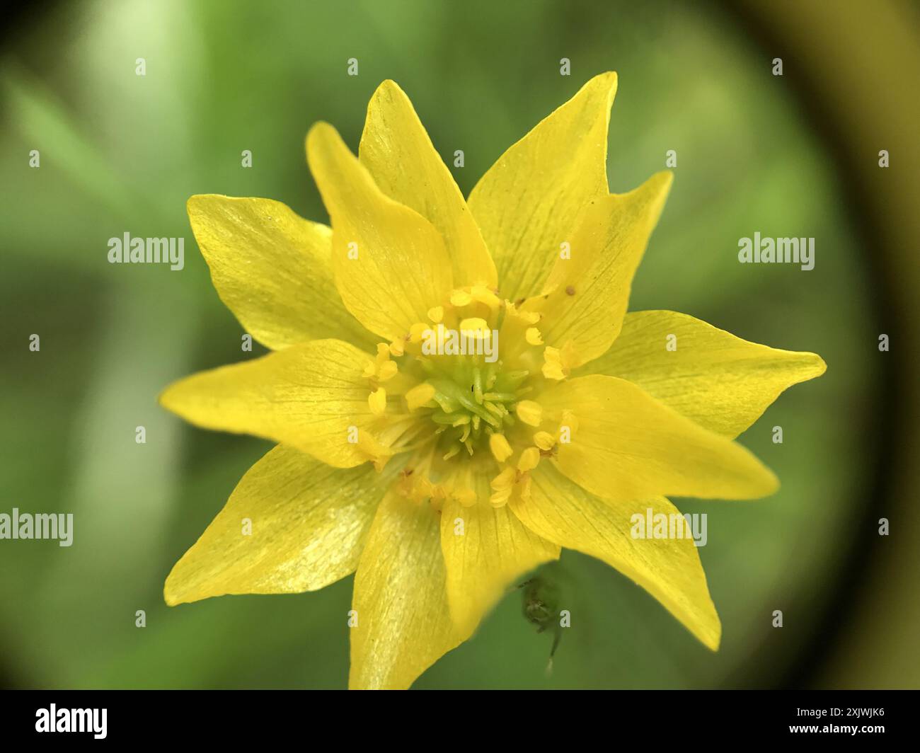 California buttercup (Ranunculus californicus) Plantae Stock Photo - Alamy