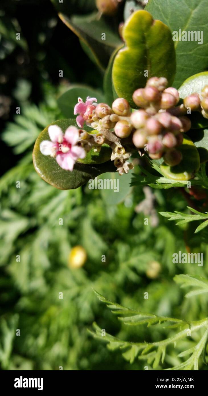 lemonade berry (Rhus integrifolia) Plantae Stock Photo - Alamy