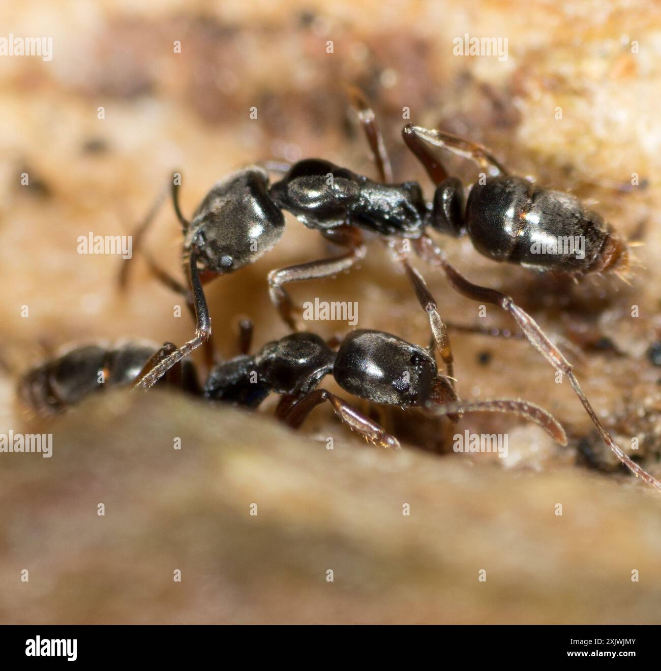 Brachyponera chinensis hi-res stock photography and images - Alamy