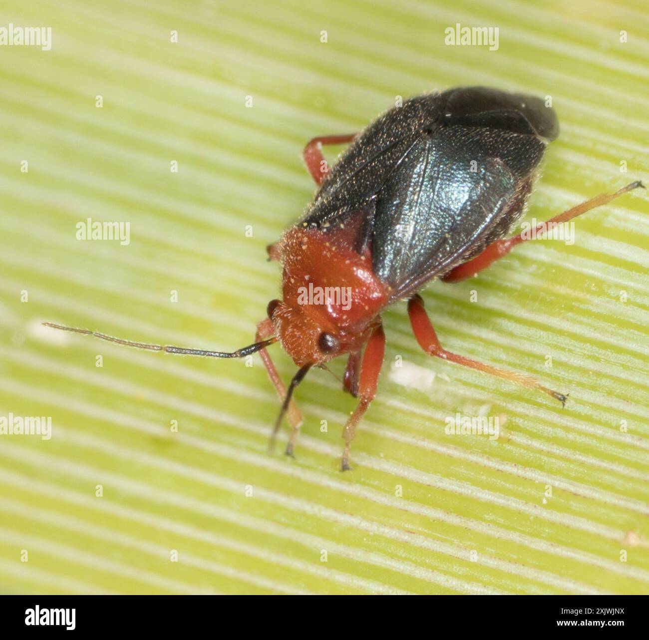 Yucca Plant Bug (Halticotoma valida) Insecta Stock Photo - Alamy