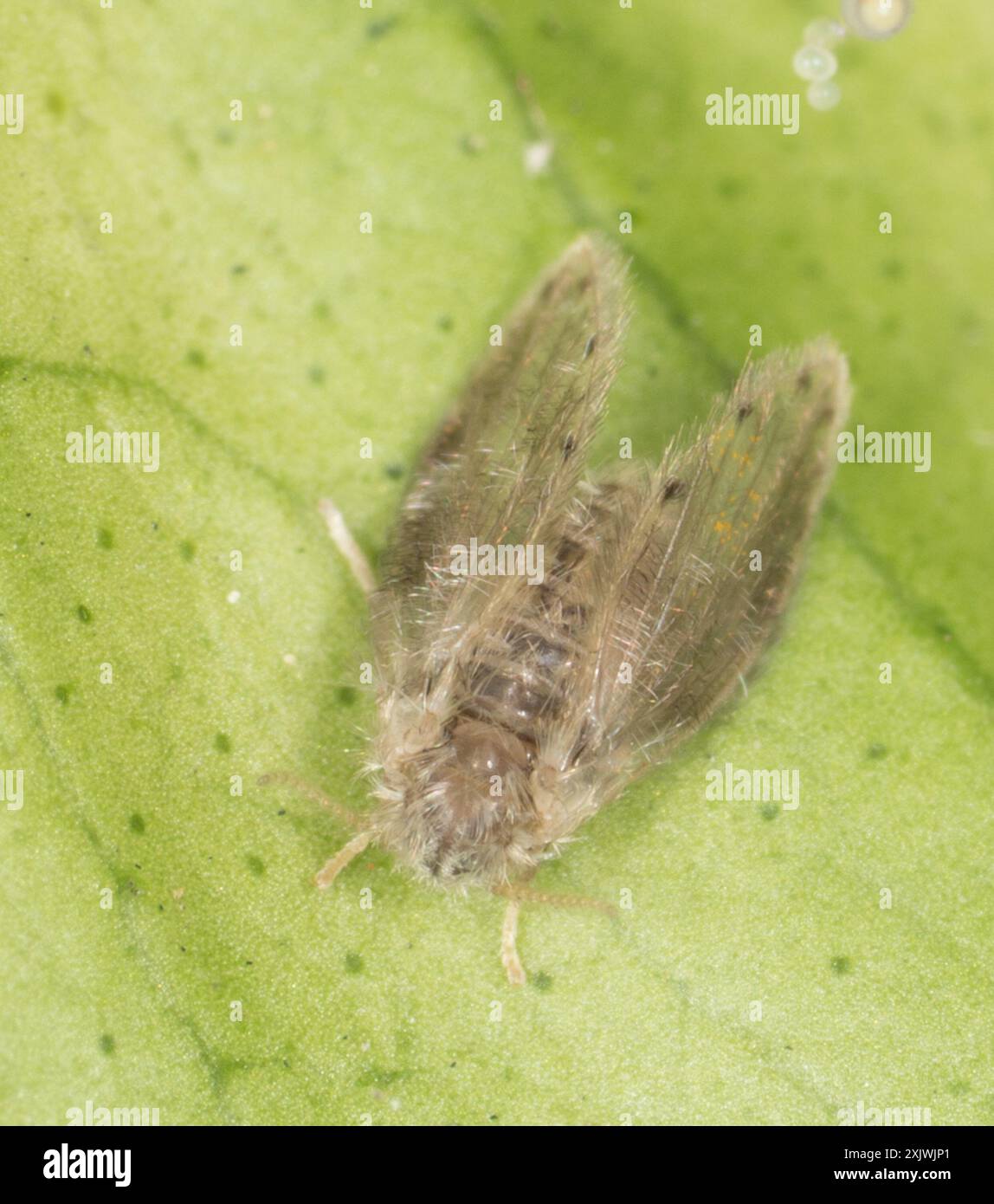 Psychoda alternata hi-res stock photography and images - Alamy