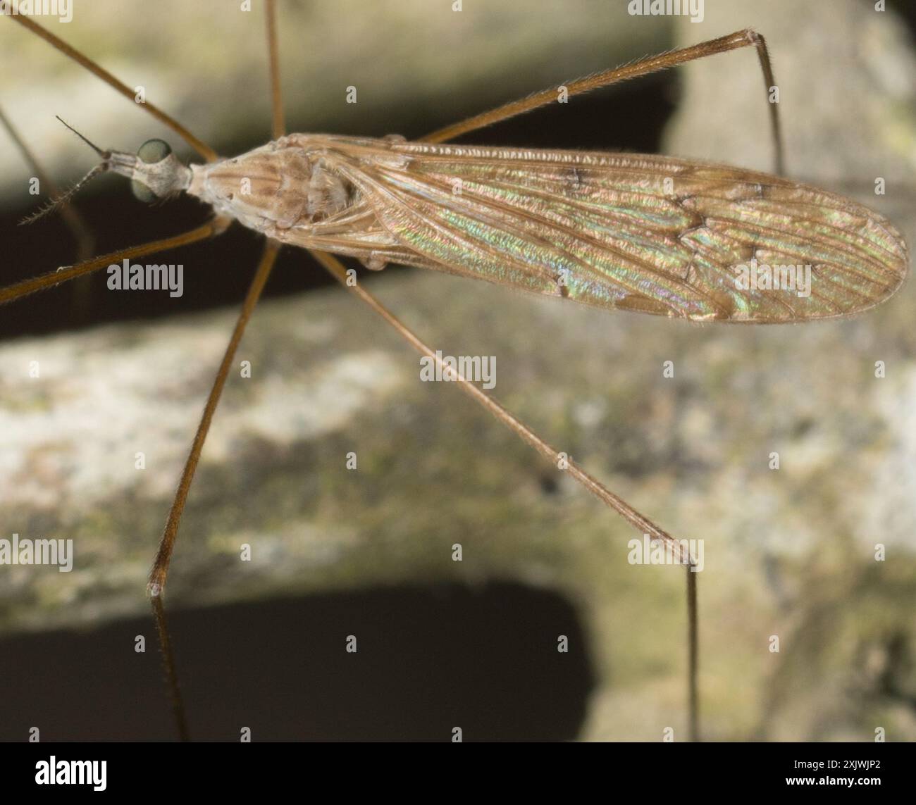 Typical Crane Flies (Tipuloidea) Insecta Stock Photo - Alamy
