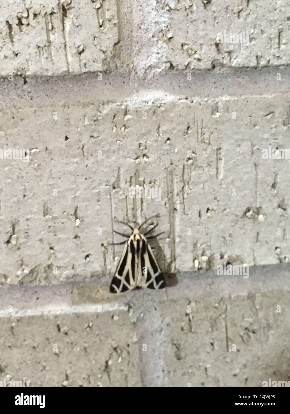 Harnessed moth hi-res stock photography and images - Alamy