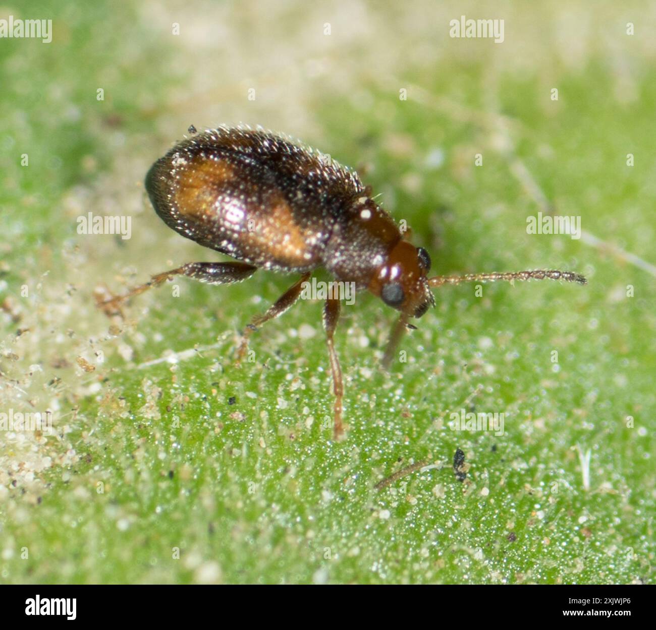 Tobacco Flea Beetle (Epitrix hirtipennis) Insecta Stock Photo - Alamy