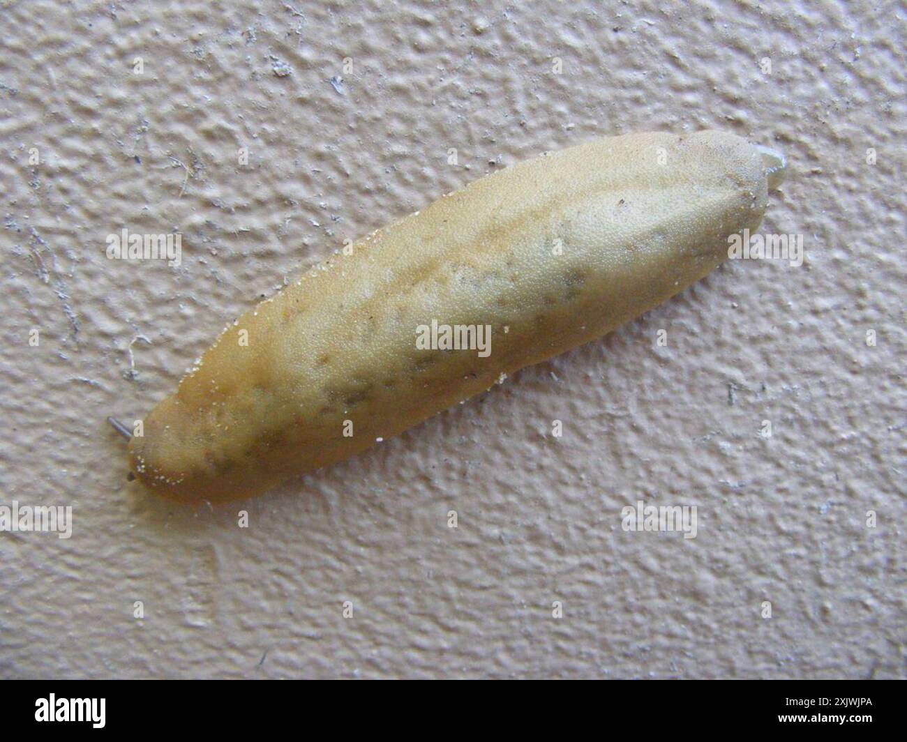 Brown Leatherback Slug (Laevicaulis natalensis natalensis) Mollusca ...