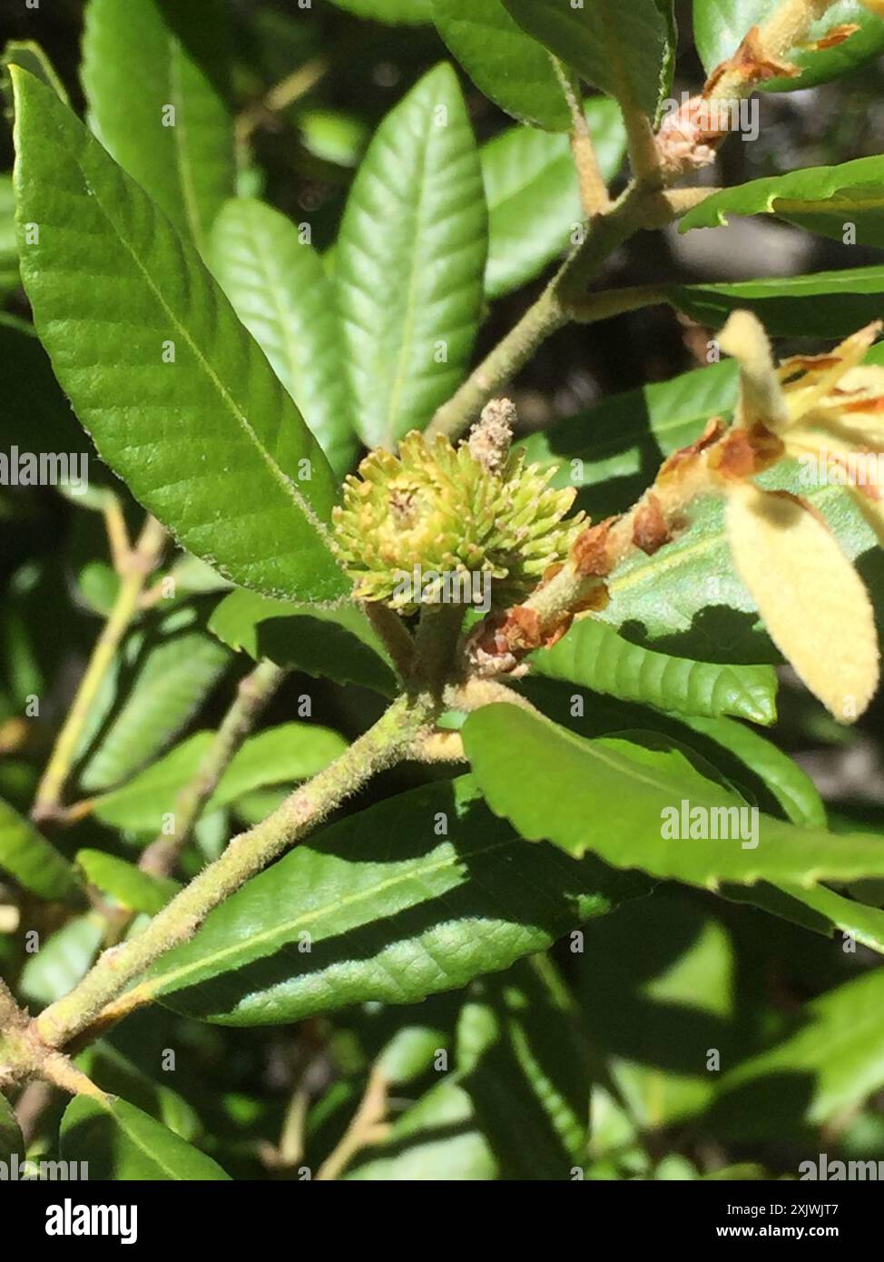 Tanoak (Notholithocarpus densiflorus) Plantae Stock Photo - Alamy