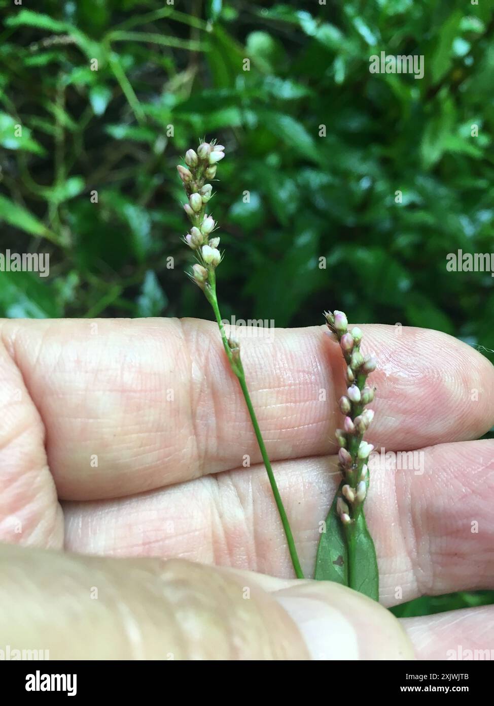 low smartweed (Persicaria longiseta) Plantae Stock Photo - Alamy