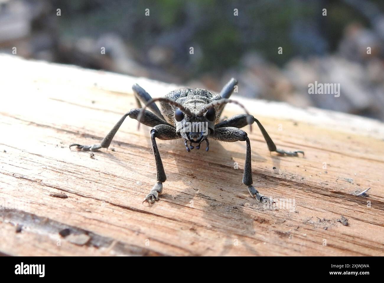 Blackspotted Longhorn Beetle (Rhagium mordax) Insecta Stock Photo - Alamy