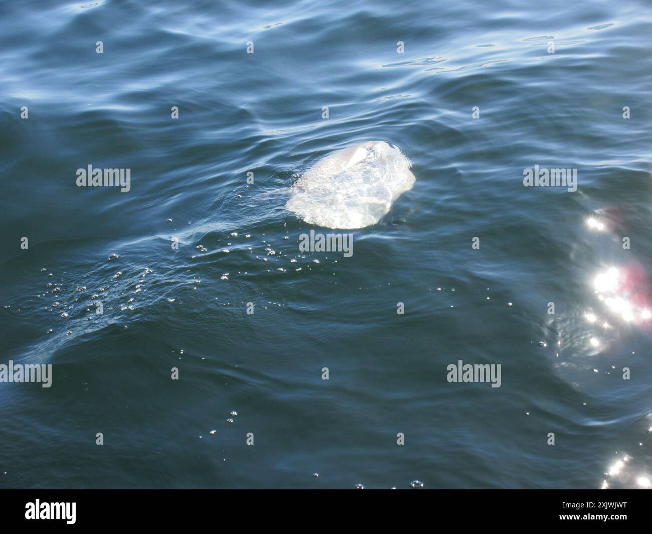 Common Mola (Mola mola) Actinopterygii Stock Photo - Alamy
