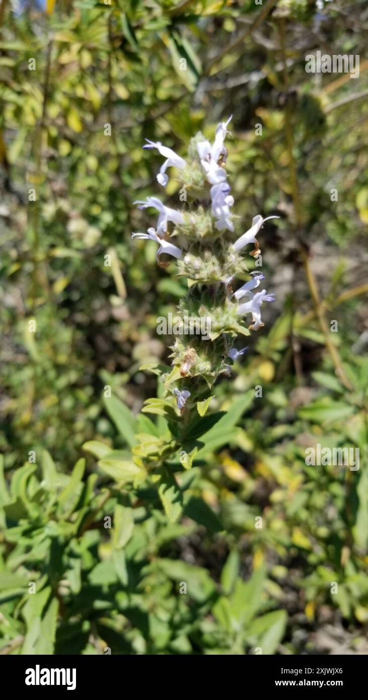 black sage (Salvia mellifera) Plantae Stock Photo - Alamy
