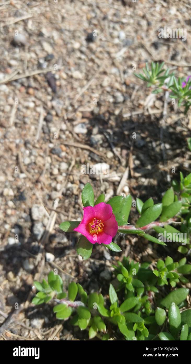 Paraguayan Purslane (Portulaca amilis) Plantae Stock Photo - Alamy