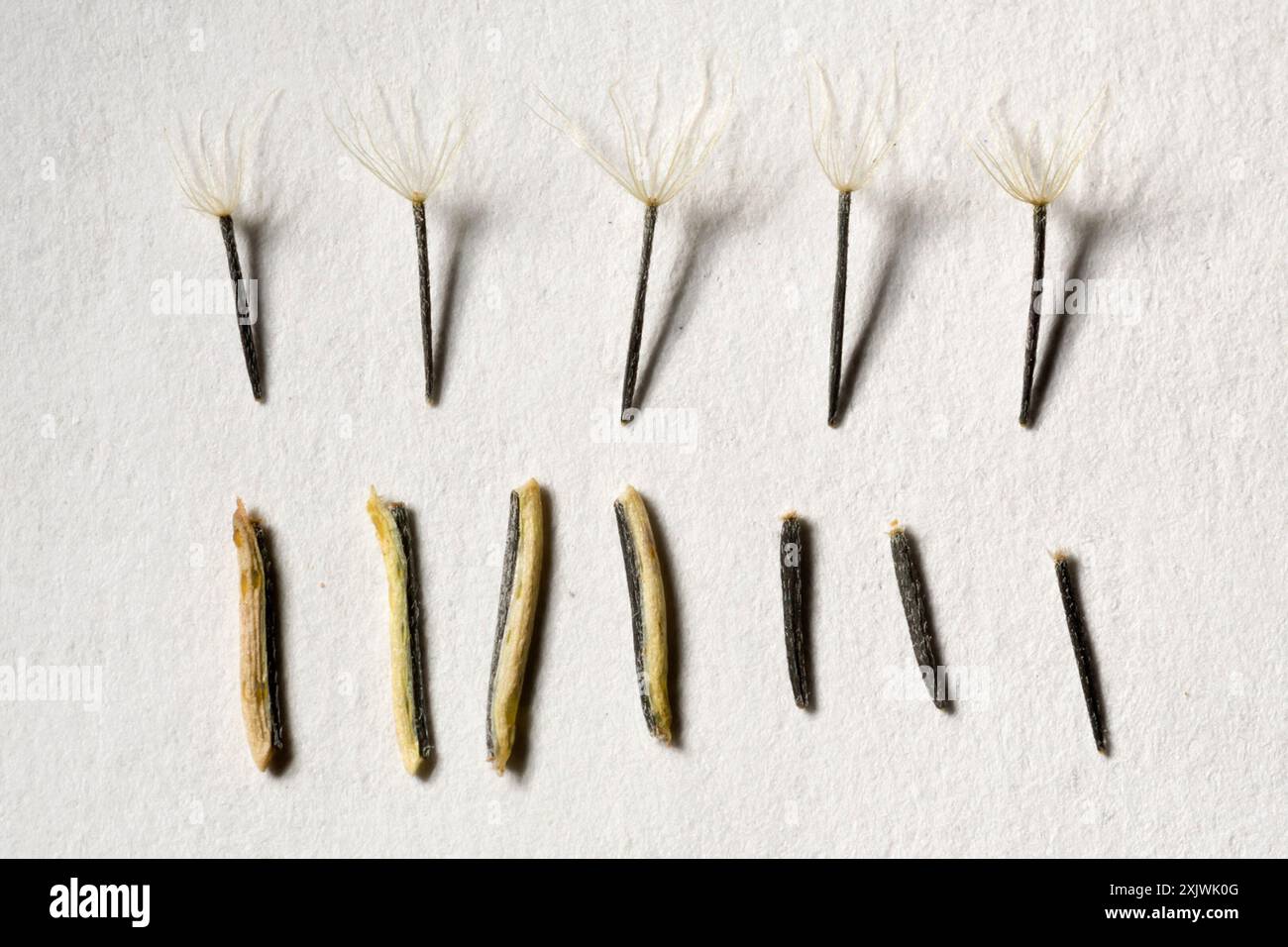 Chinchweed (Pectis papposa) Plantae Stock Photo - Alamy