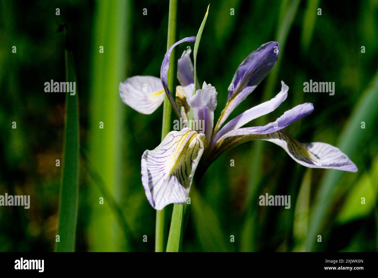 western blue flag (Iris missouriensis) Plantae Stock Photo - Alamy