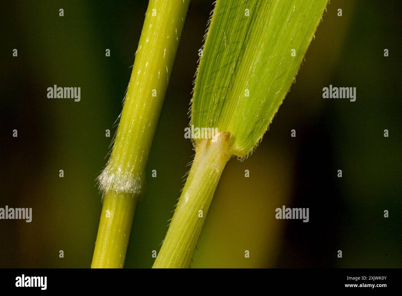 rice cutgrass (Leersia oryzoides) Plantae Stock Photo - Alamy