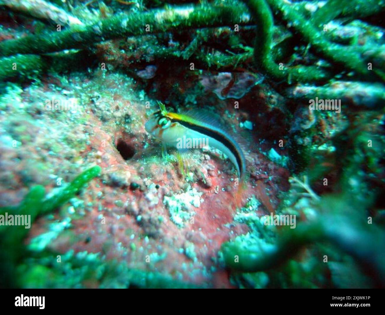 Crested Blenny (Parablennius laticlavius) Actinopterygii Stock Photo ...