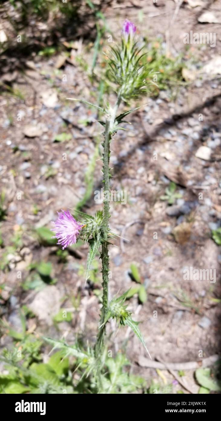 Italian thistle (Carduus pycnocephalus) Plantae Stock Photo - Alamy