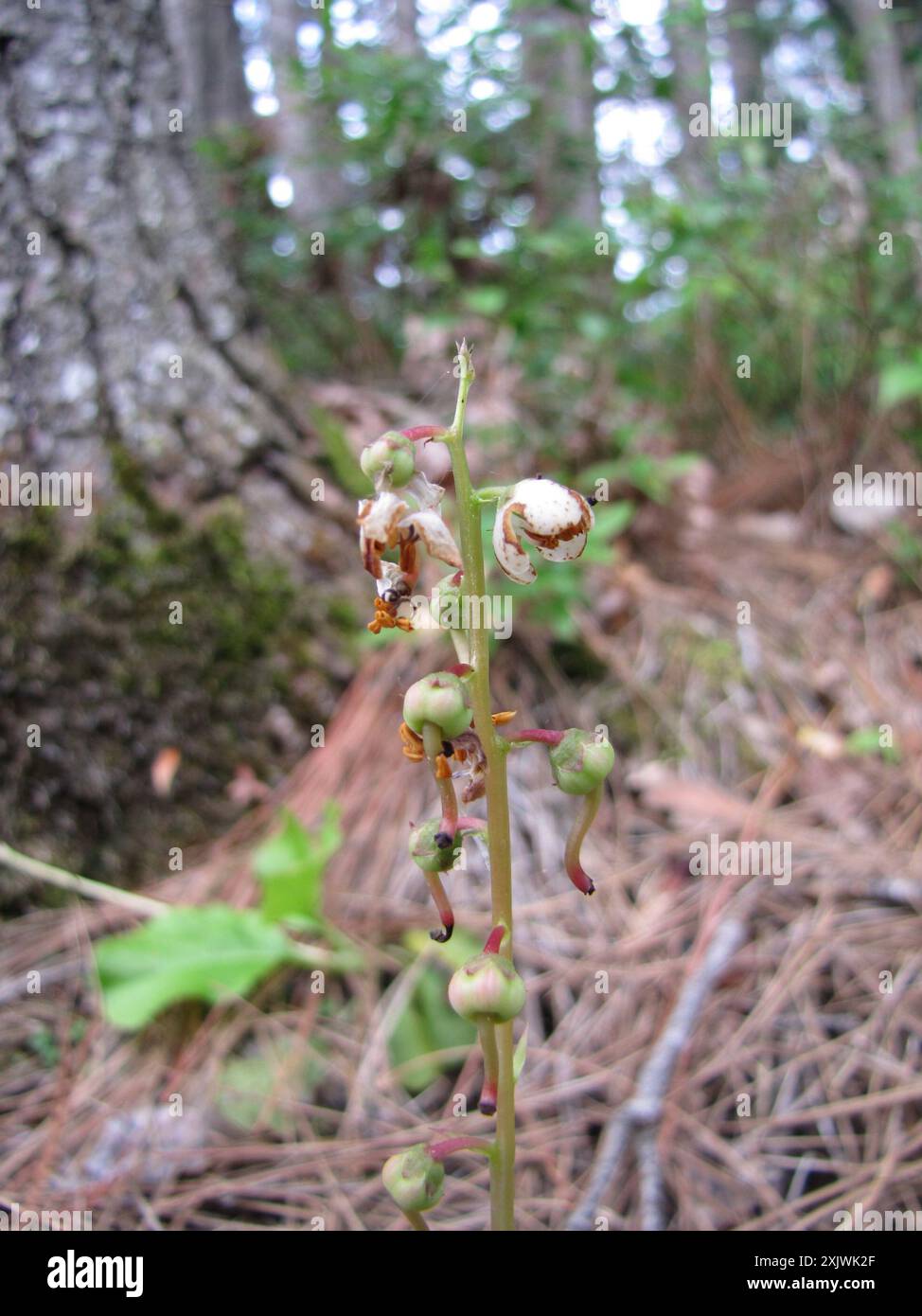 shinleaf (Pyrola elliptica) Plantae Stock Photo - Alamy