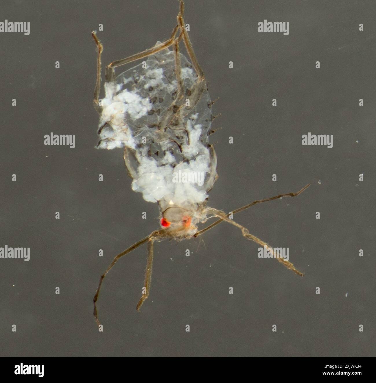 Spotted Alfalfa Aphid (Therioaphis trifolii) Insecta Stock Photo - Alamy